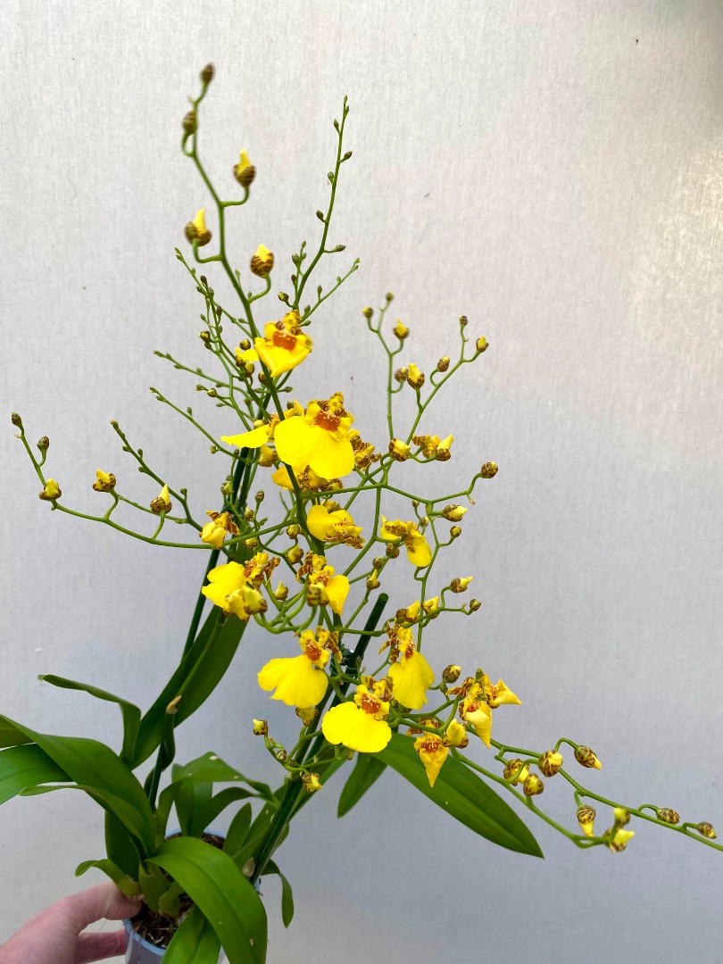 Oncidium Münsterland Stern, Tijgerorchidee - BIJZONDERE PLANTEN ... Oncidium Münsterland Stern, Tijgerorchidee - BIJZONDERE PLANTEN ...