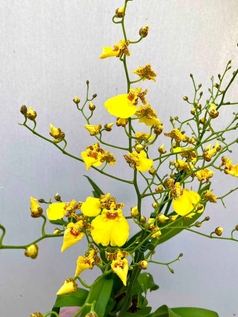 Oncidium Münsterland Stern, Tijgerorchidee - BIJZONDERE PLANTEN ... Oncidium Münsterland Stern, Tijgerorchidee - BIJZONDERE PLANTEN ...